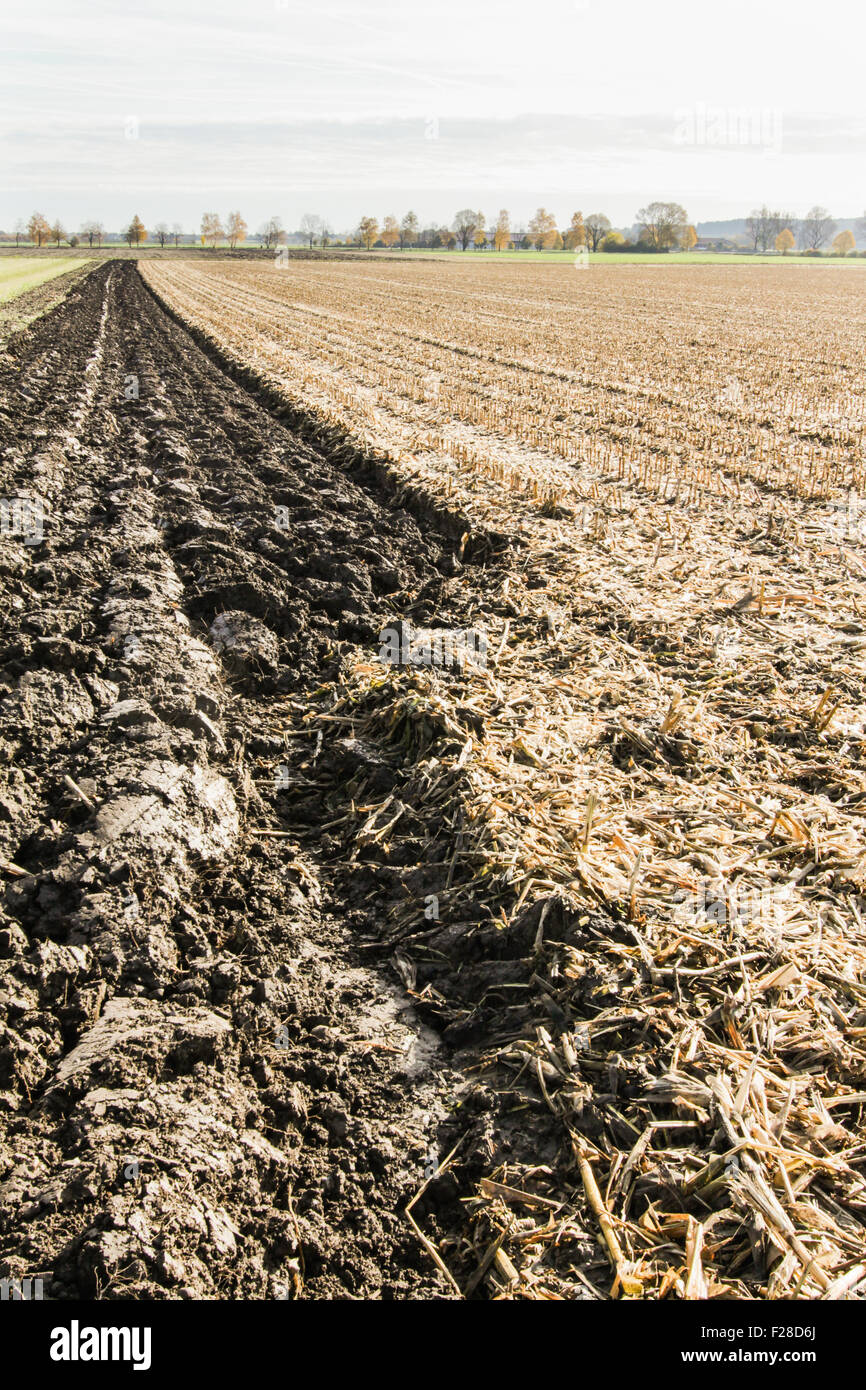 Harvested corn field, Eichenau, Fürstenfeldbruck, Bavaria, Germany ...
