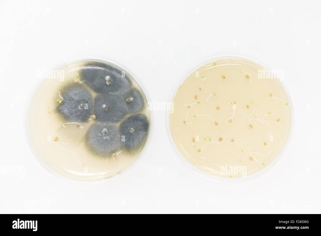 Bactéries hi-res stock photography and images - Alamy