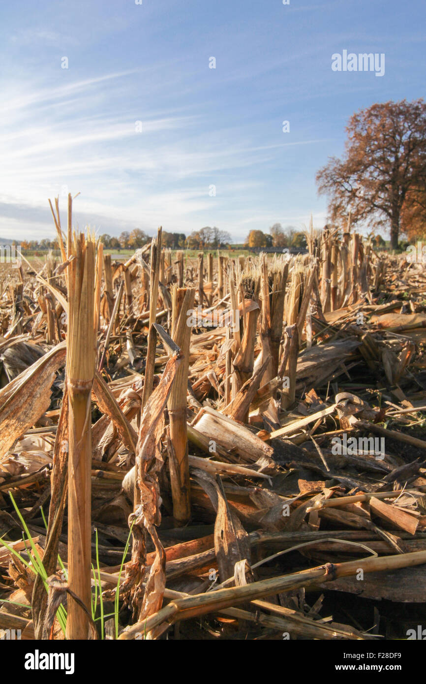 Stubble in harvested corn field, Eichenau, Fürstenfeldbruck, Bavaria ...