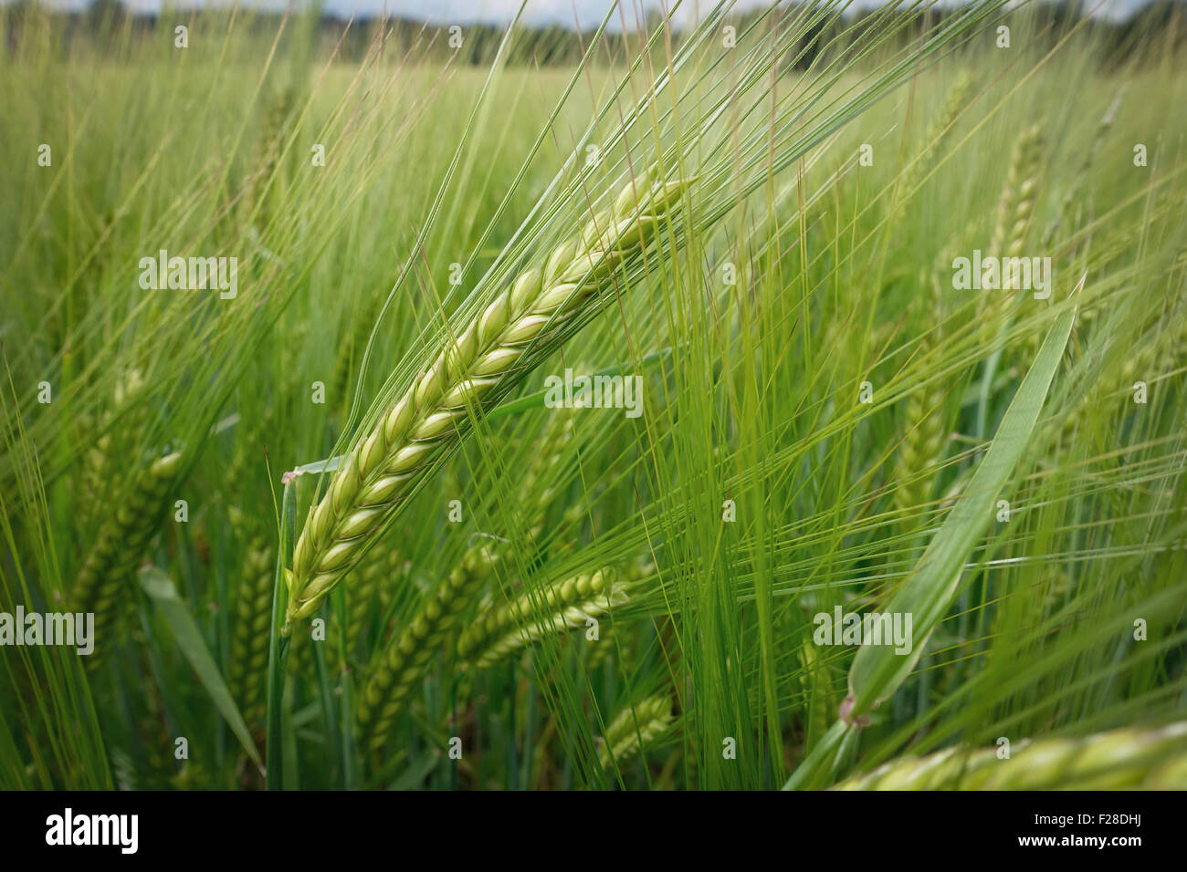 Spikes in a rye field, Alling, Bavaria, Germany Stock Photo - Alamy
