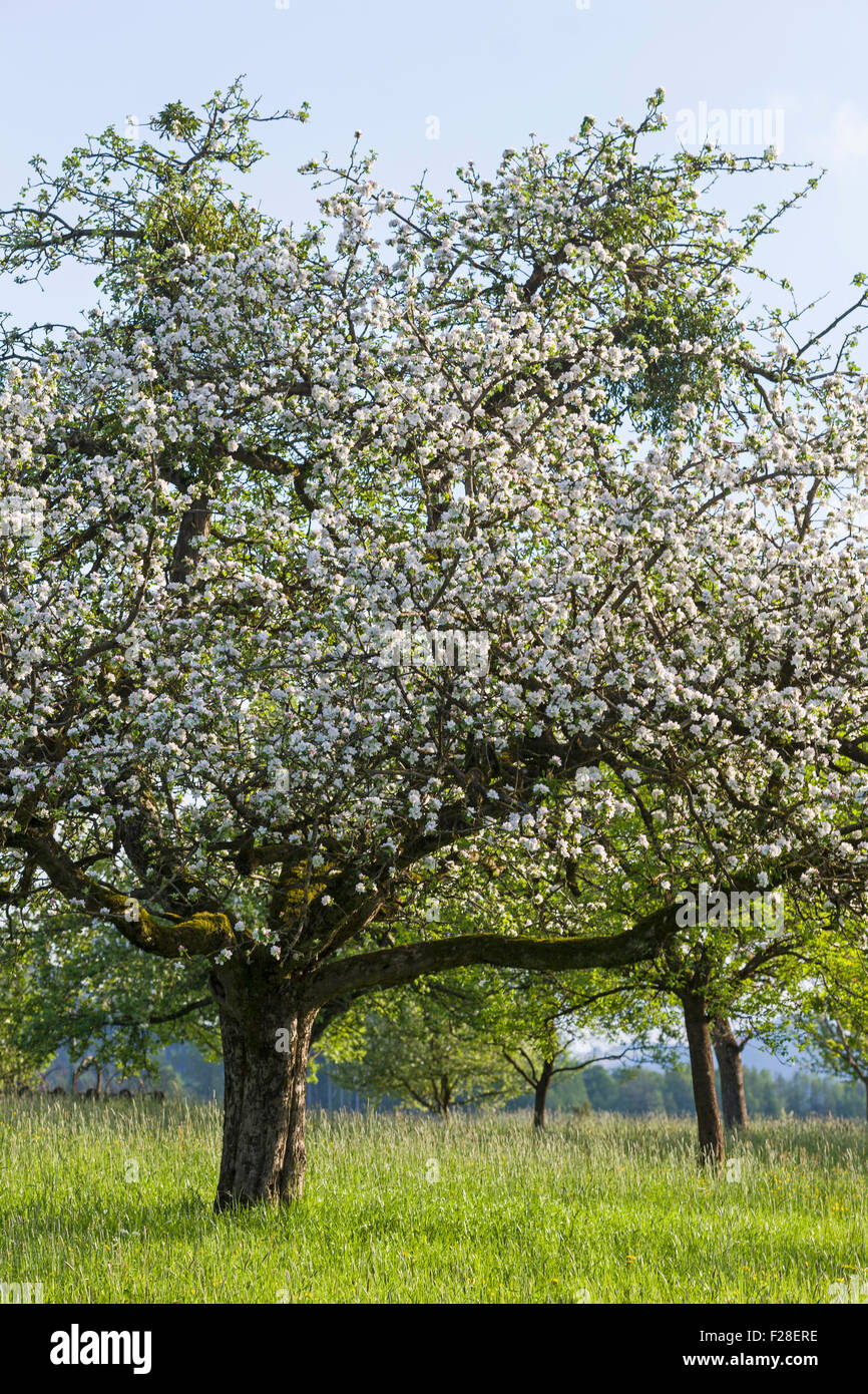 White blossom of apple trees in springtime, Bavaria, Germany Stock ...