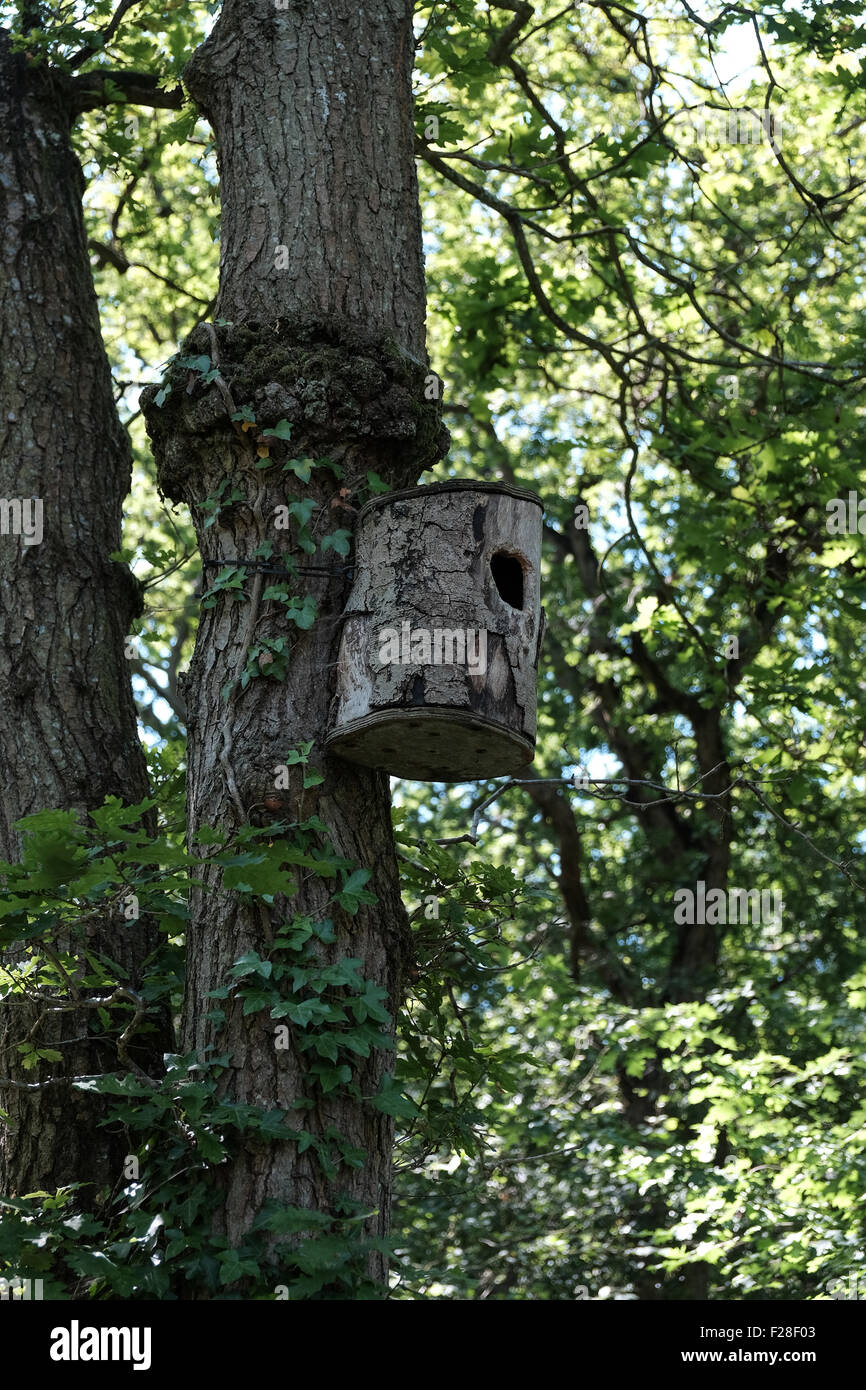 Nest box in tree Stock Photo - Alamy