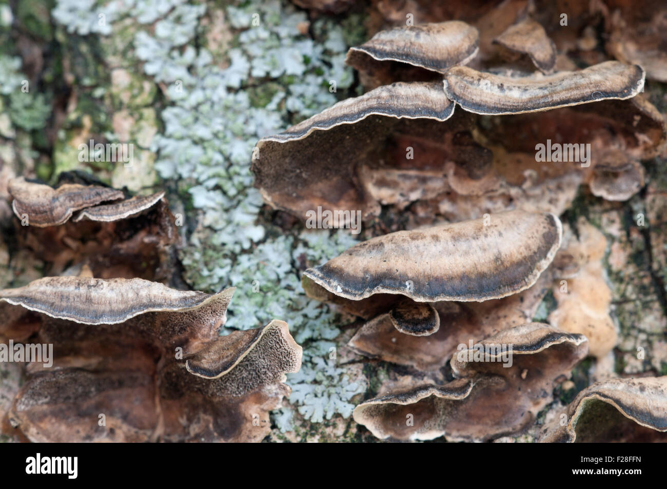 Timber fungus on a willow body Stock Photo - Alamy