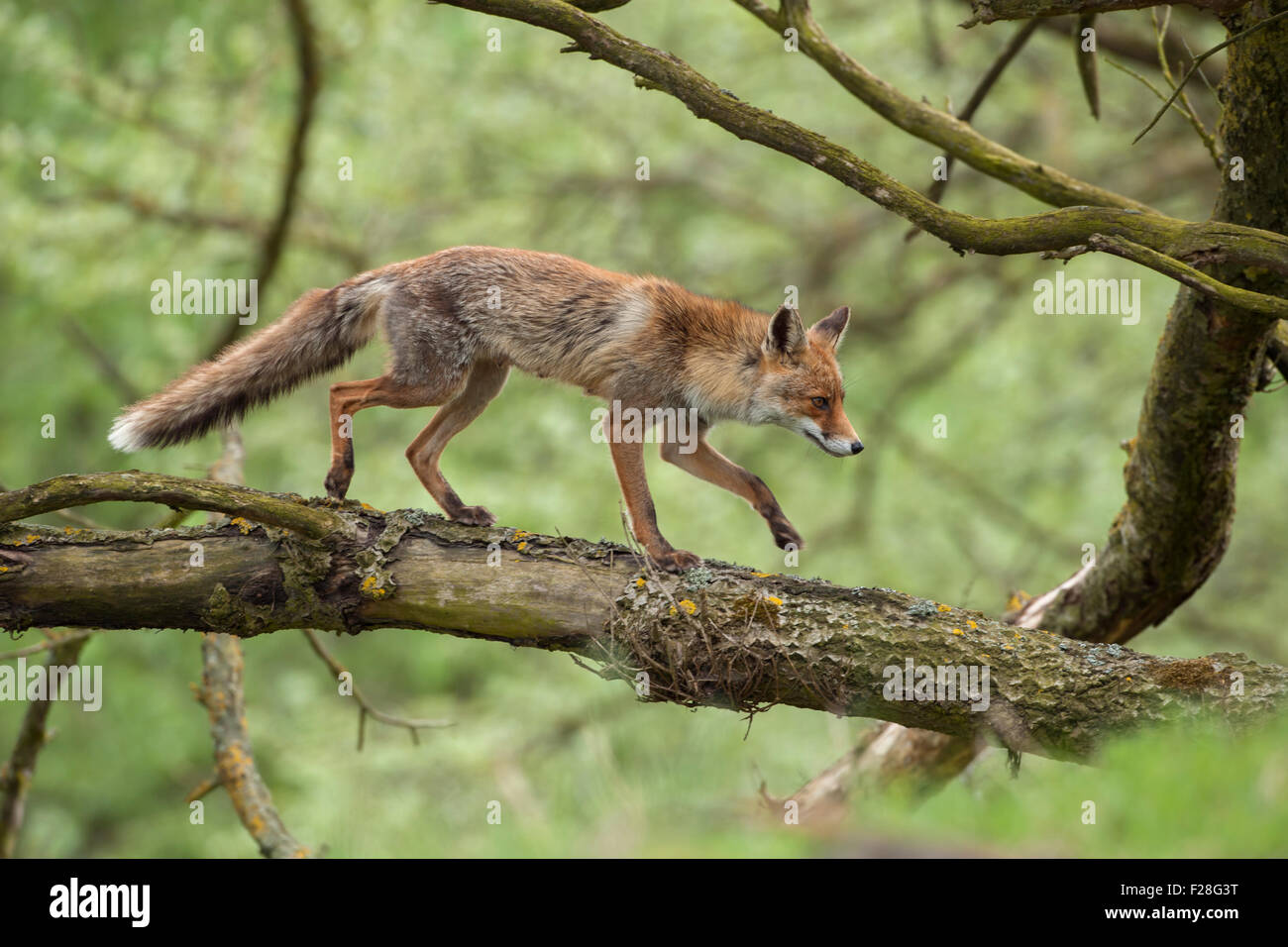 Red Fox / Rotfuchs ( Vulpes vulpes ) climbing, balancing, runs on ...