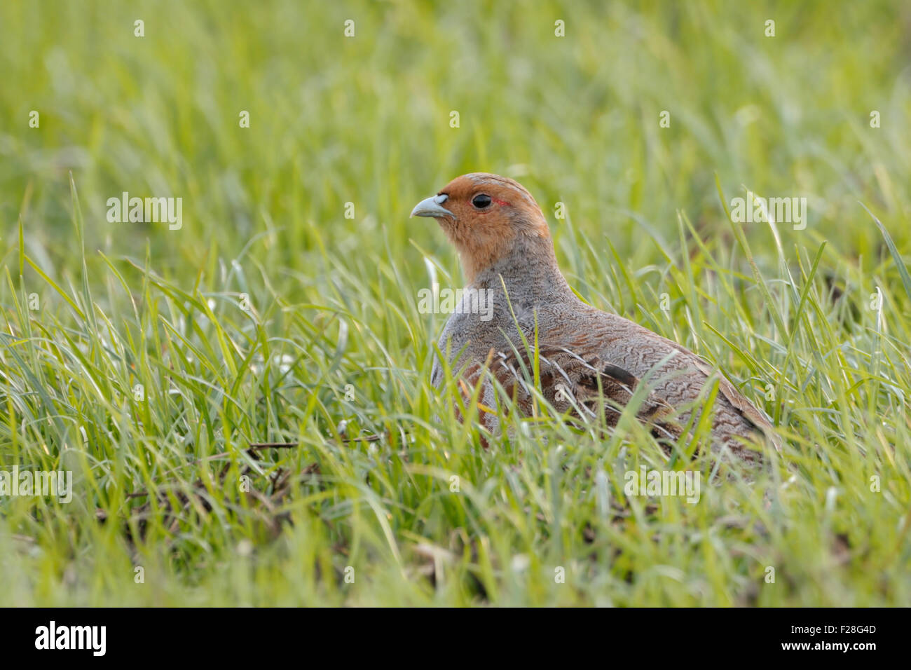 Rebhuhn fotos hi-res stock photography and images - Alamy