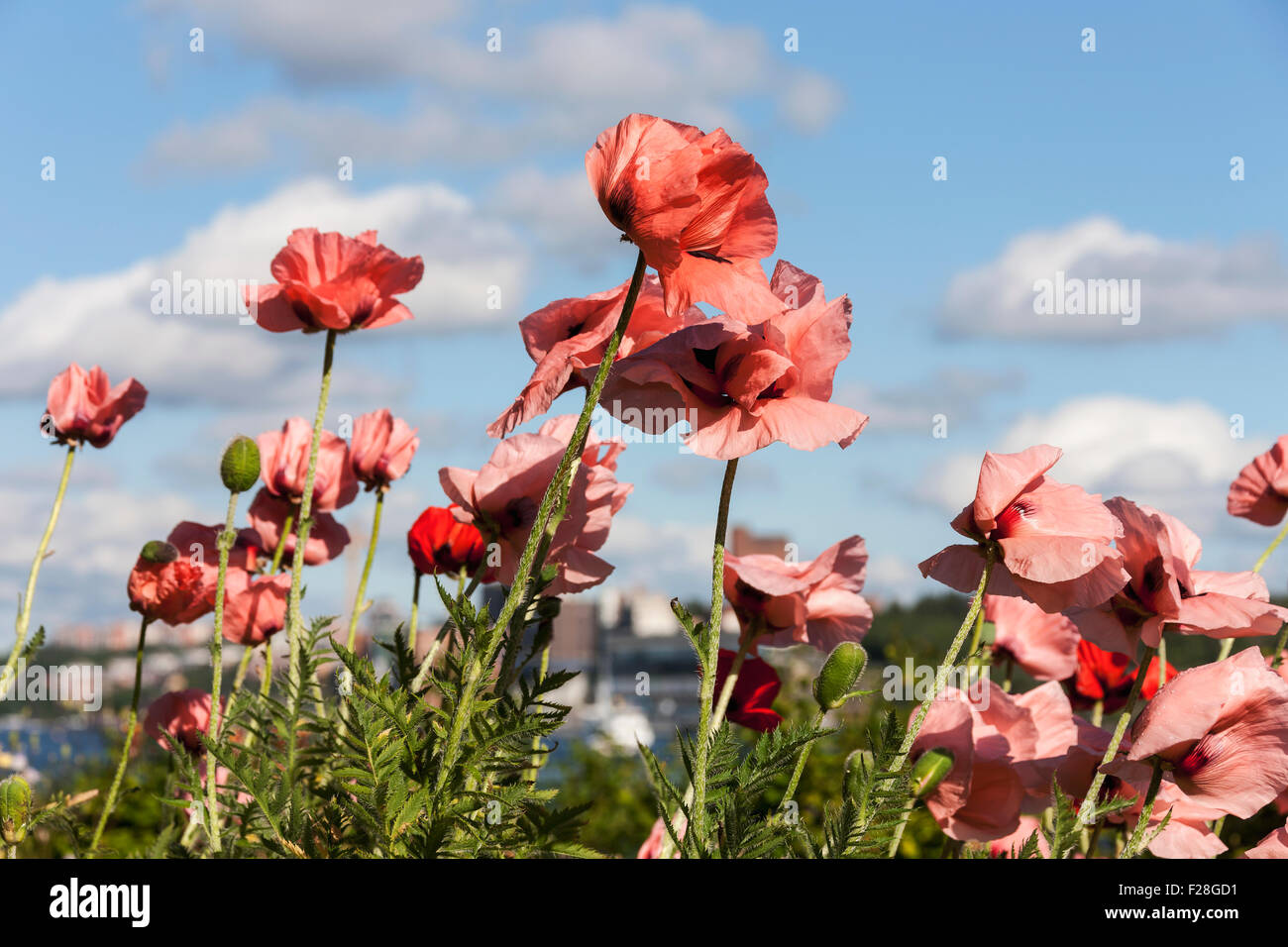 Poppy life hi-res stock photography and images - Alamy