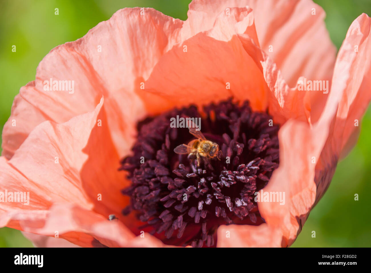 Pollinates animals pollination hi-res stock photography and images - Alamy