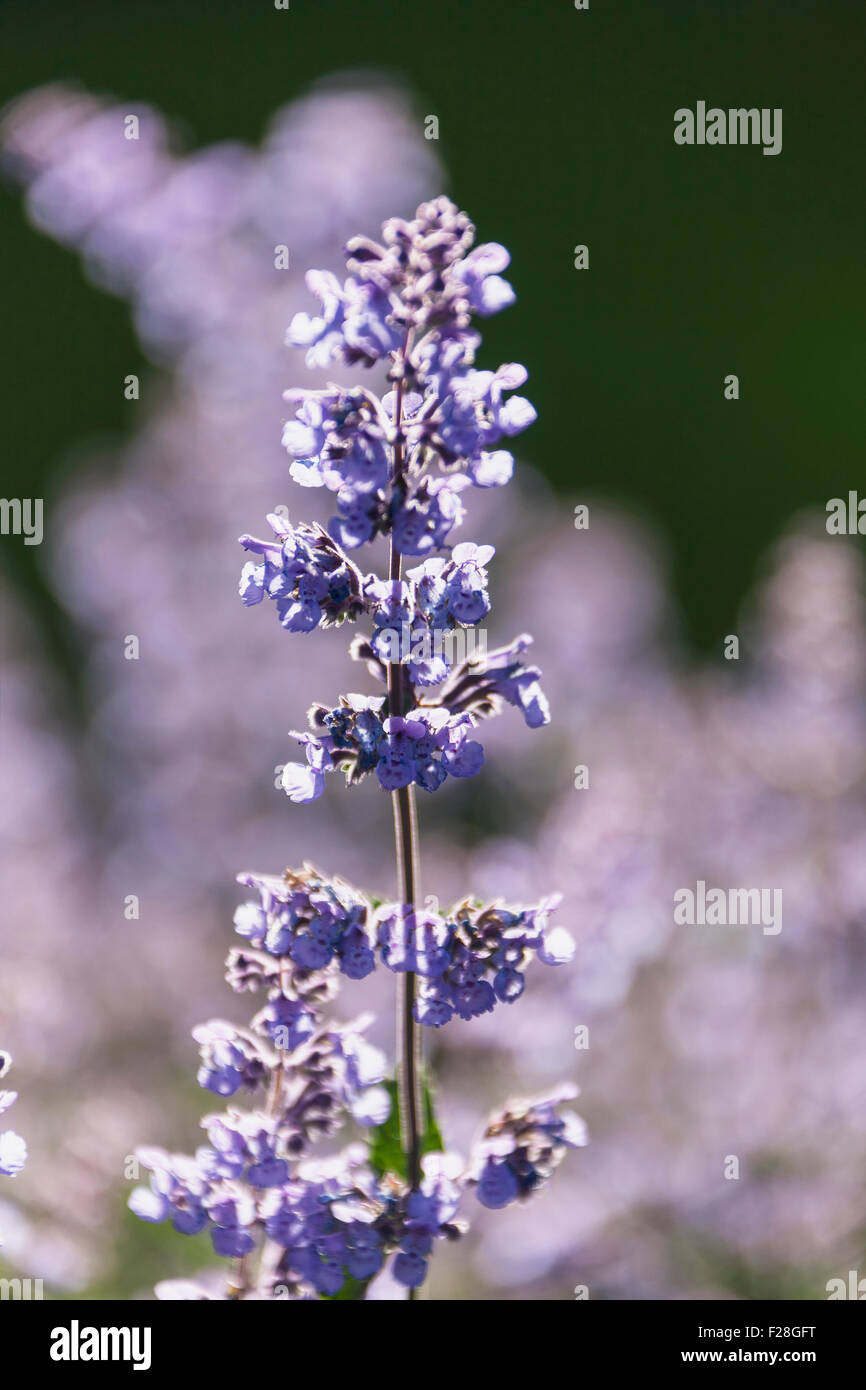Catmint flower hi-res stock photography and images - Alamy
