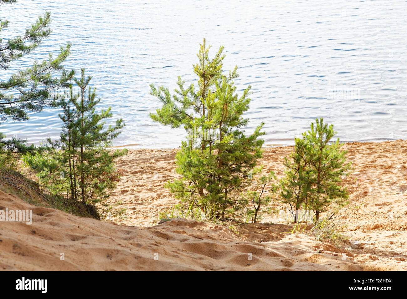 Beach bushes hi-res stock photography and images - Alamy