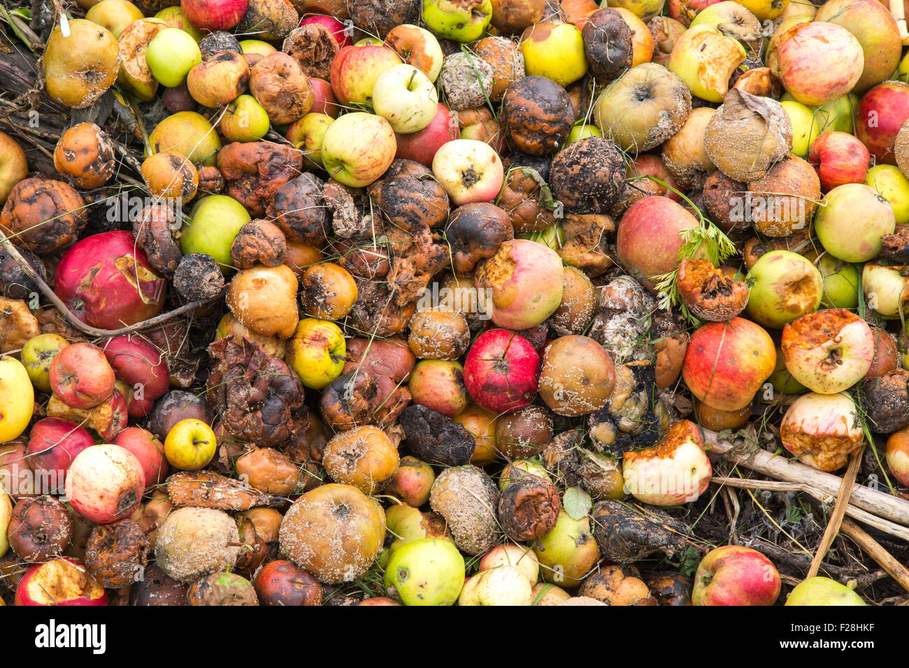 Very rotten green, yellow and red apples on a compost heap on an ...