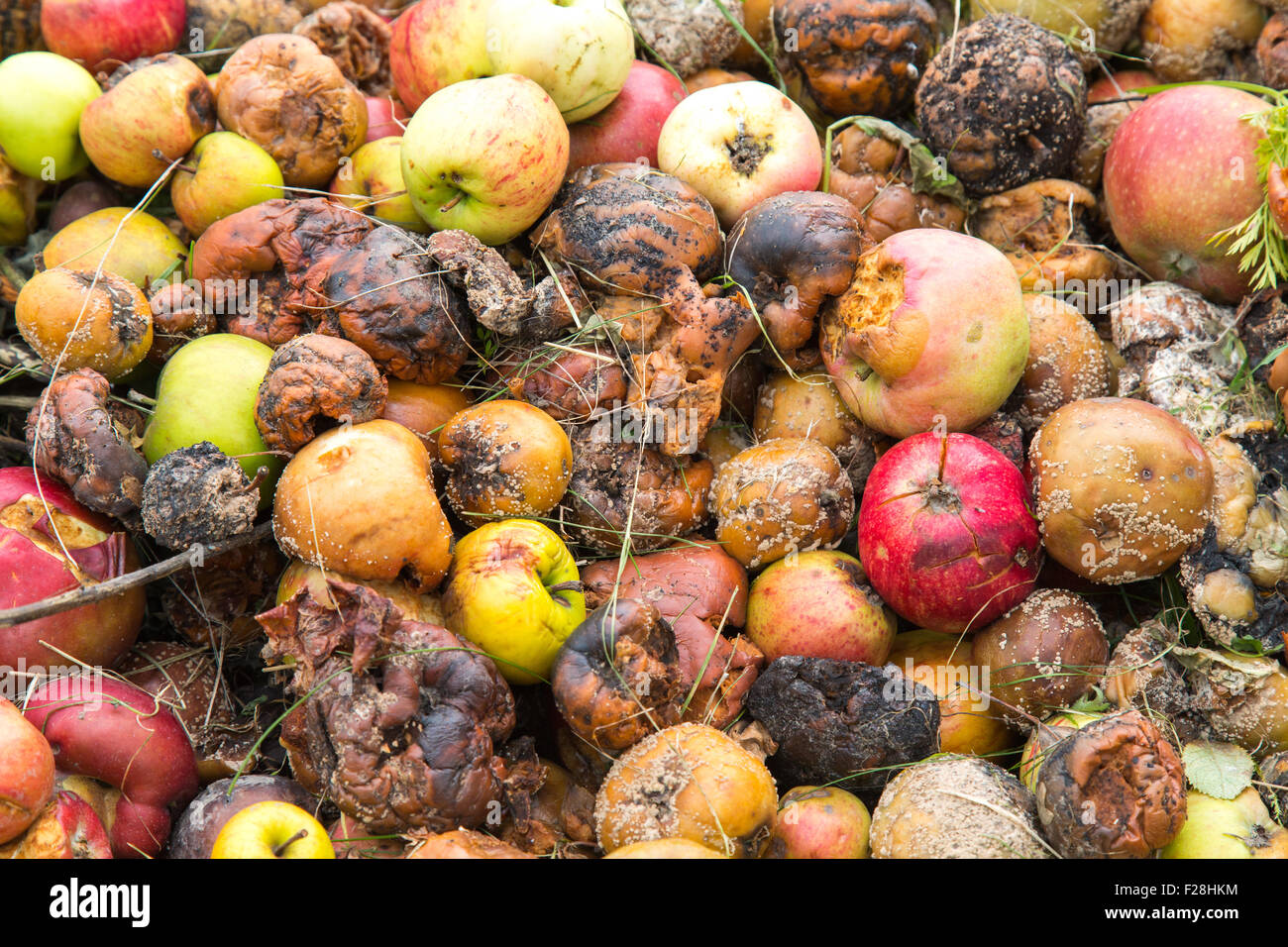 Pile of rotten apples hi-res stock photography and images - Alamy