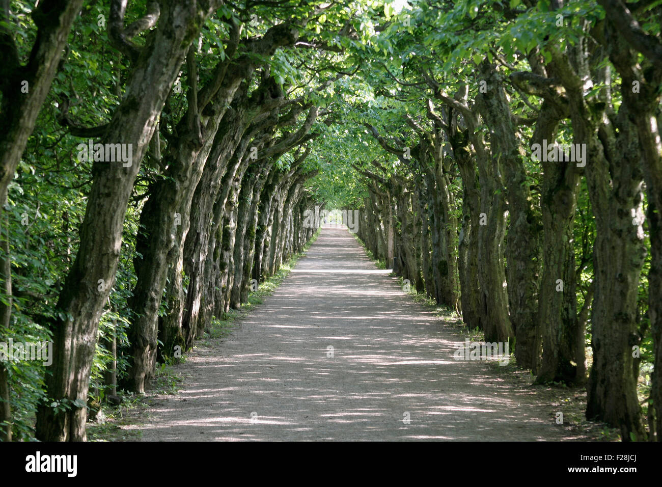 Canopy road hi-res stock photography and images - Alamy
