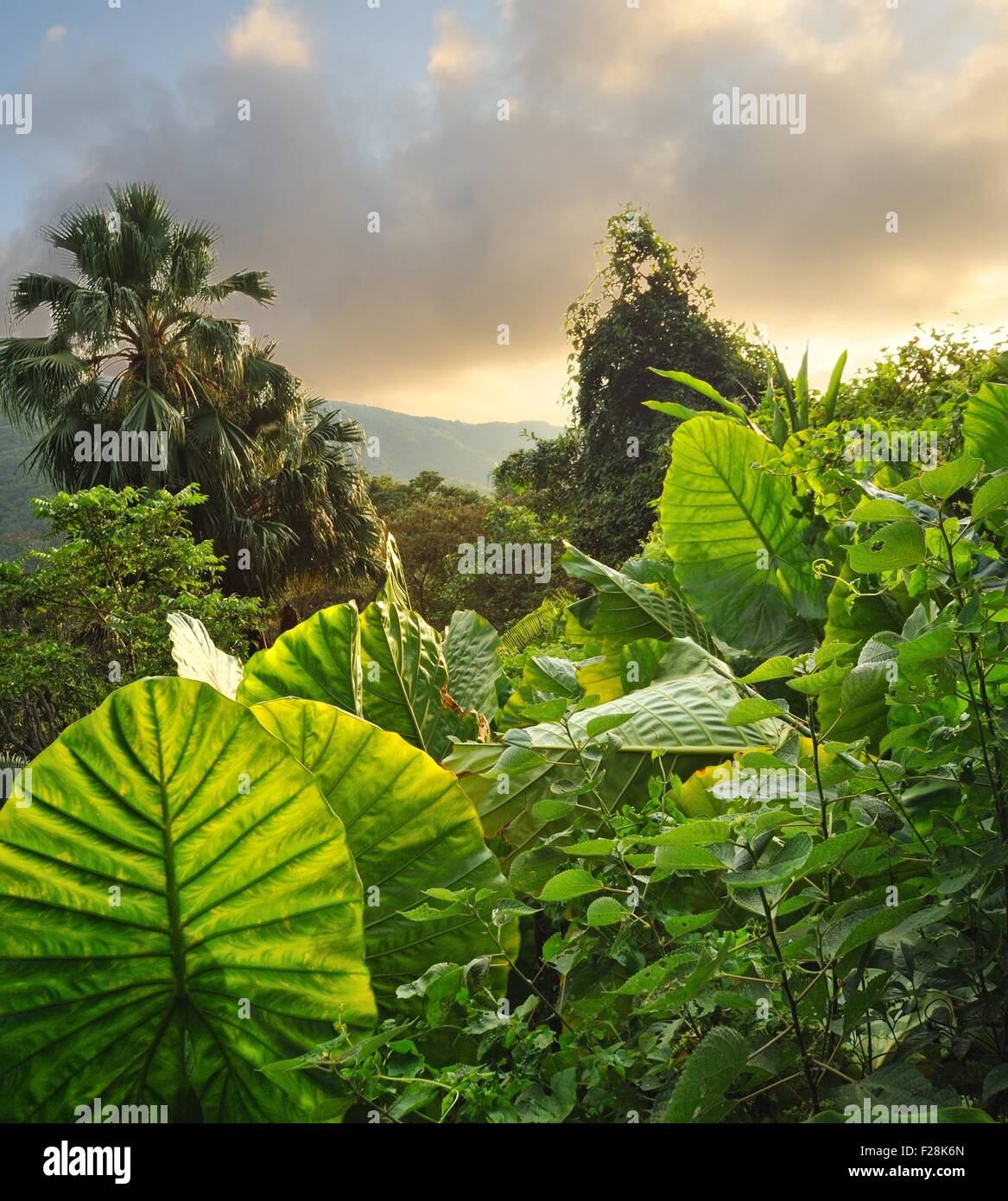 Picture of a tropical background Stock Photo - Alamy