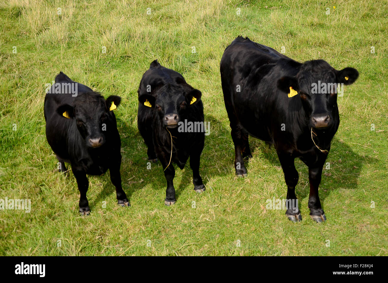 Angus Young Family High Resolution Stock Photography and Images - Alamy