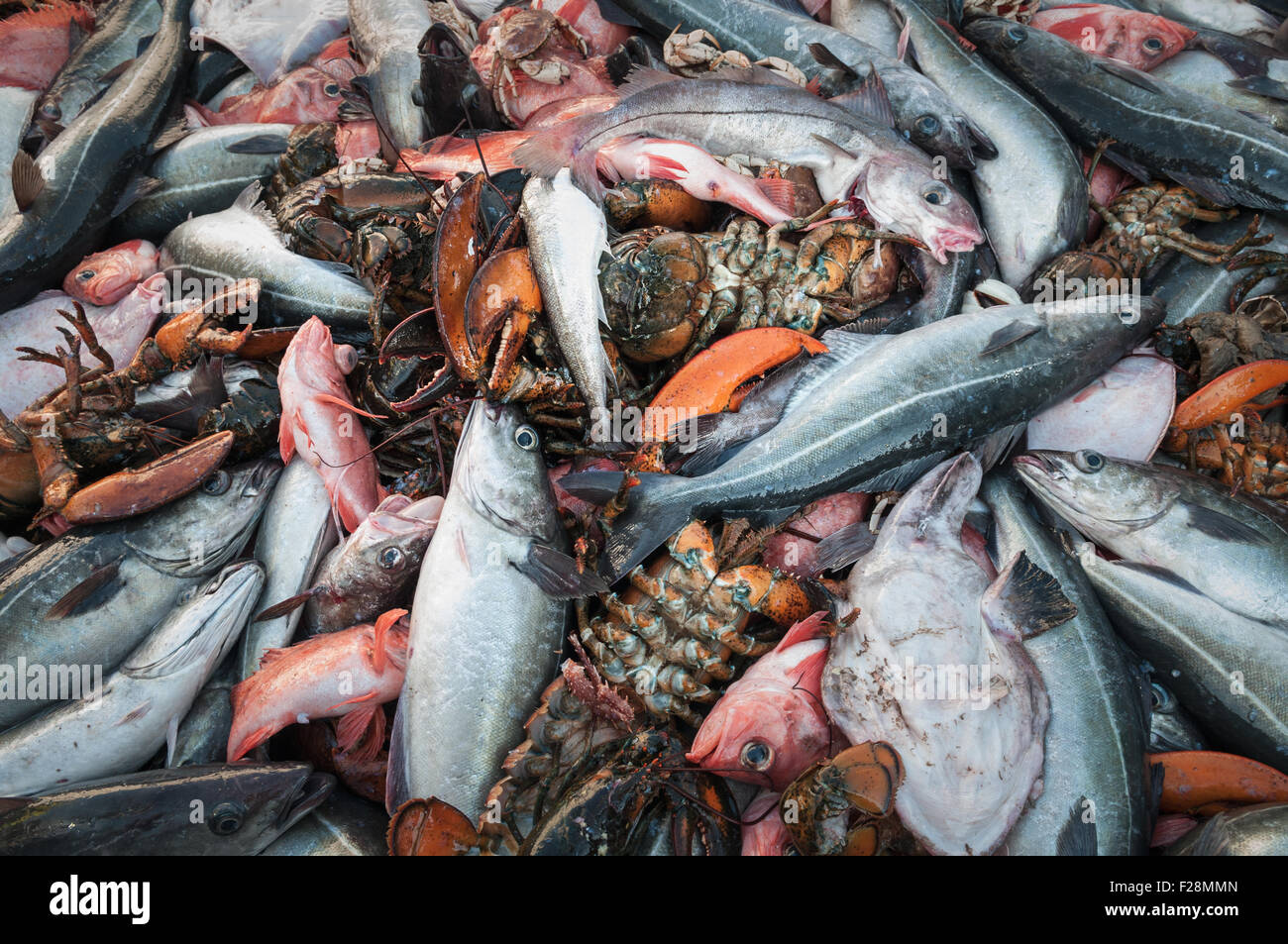 Pollock, haddock, redfish and lobster on deck of offshore fiahing ...