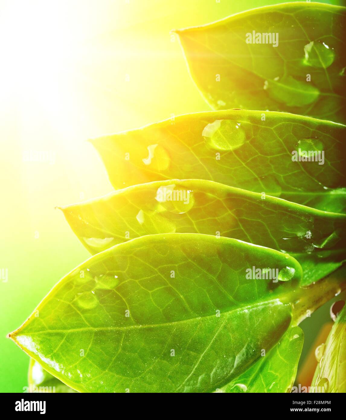 Fresh green leaves Stock Photo - Alamy