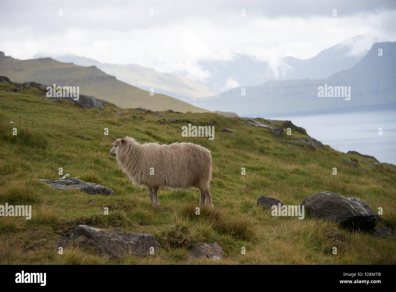 Resting sheep at Streymoy Island, Faroe Islands Stock Photo - Alamy