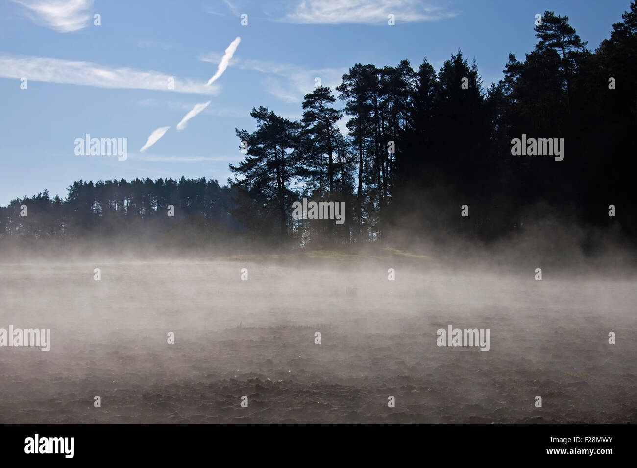 Mist over field with forest in the background, Bavaria, Germany Stock ...