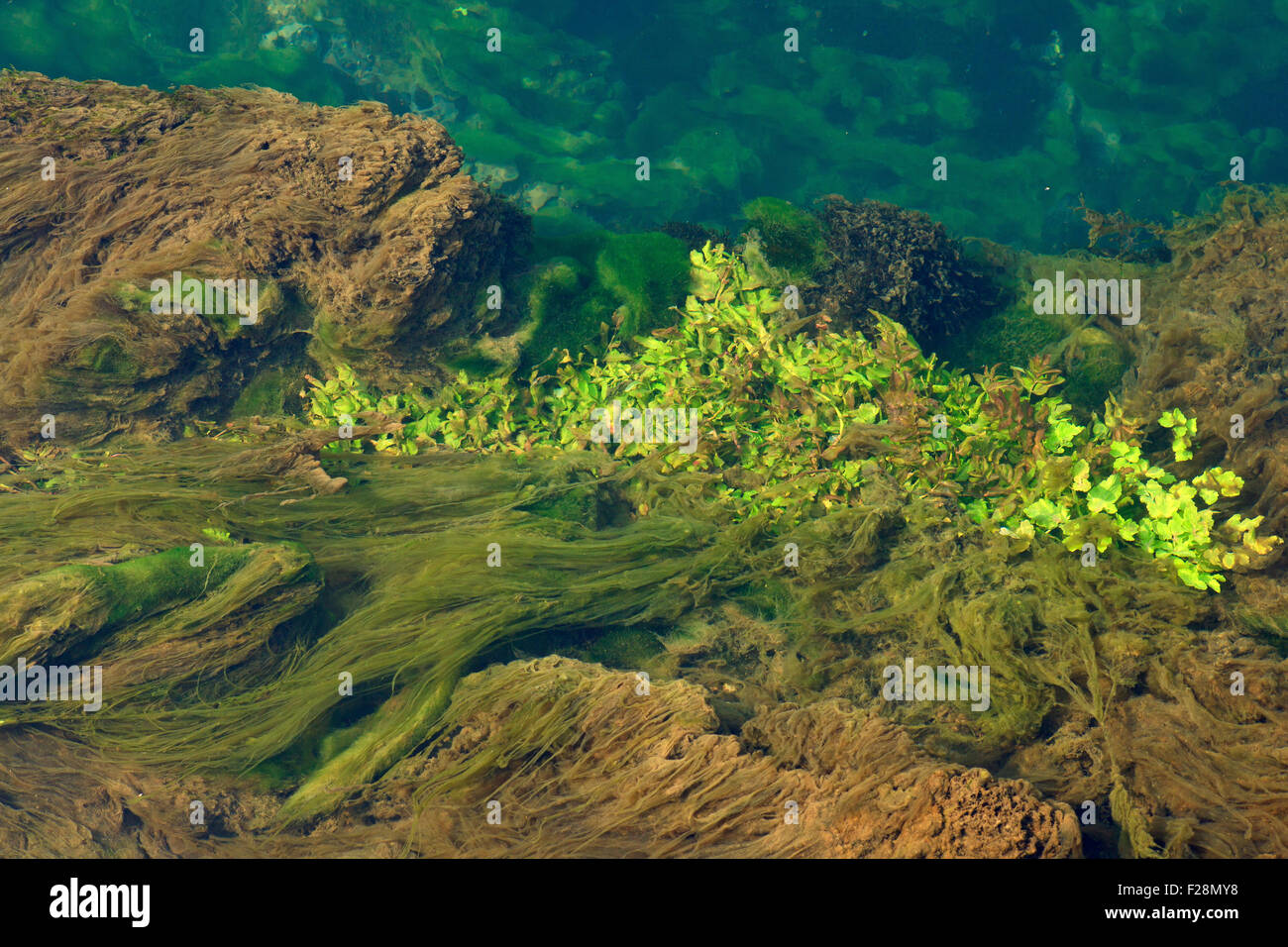 Algae and other vegetation floating on water Stock Photo - Alamy