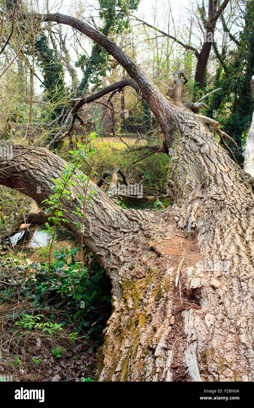 Photo of a Trunk of a tree Stock Photo - Alamy