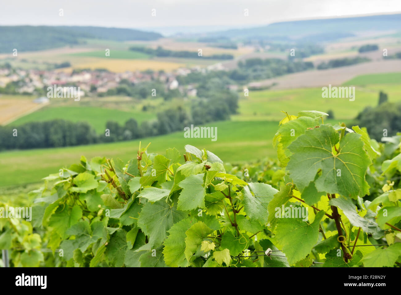 Province of champagne hi-res stock photography and images - Alamy