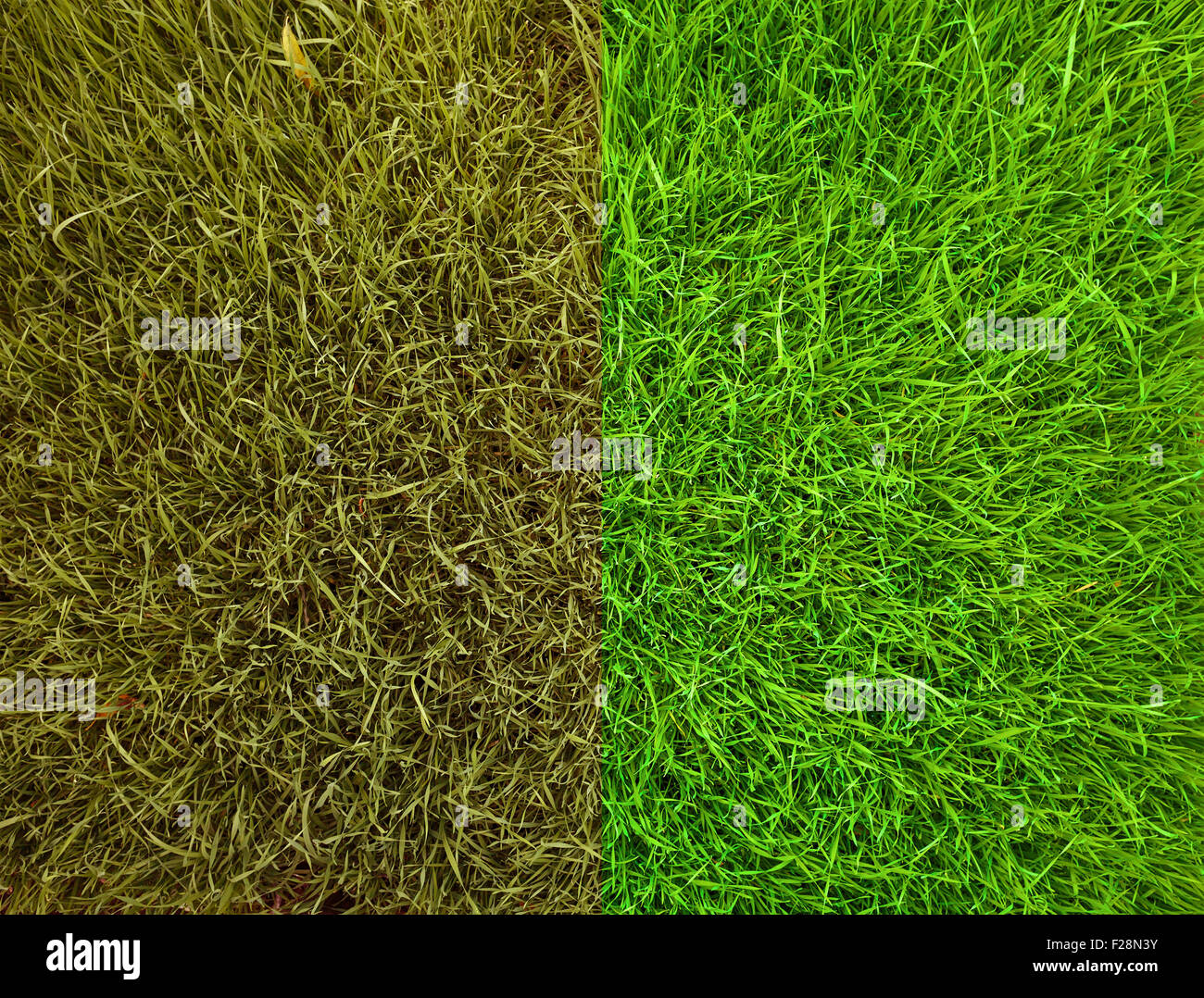 Two kind of green grass Stock Photo - Alamy