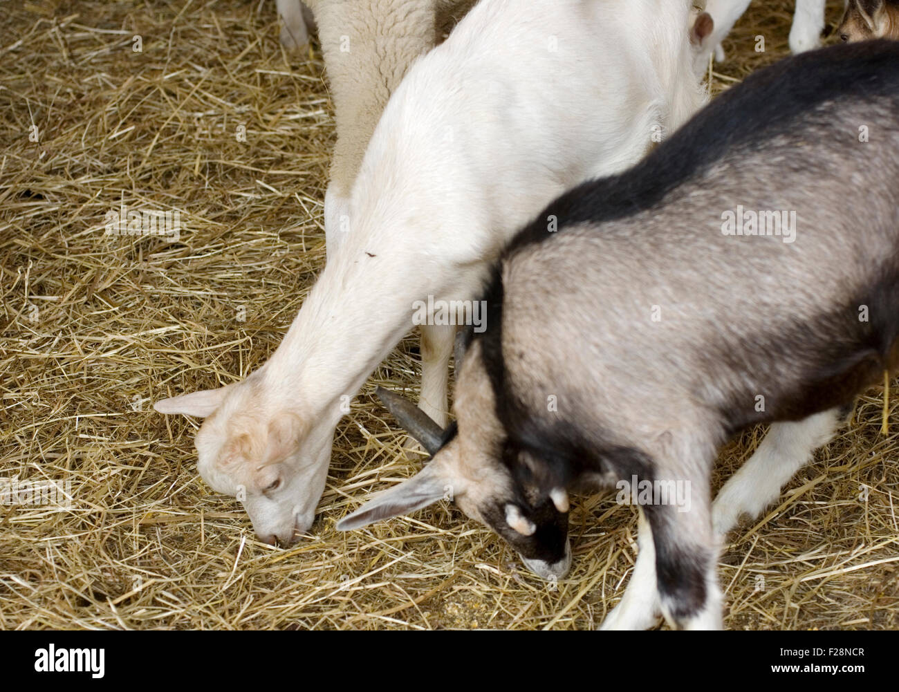 View of the goats on the straw Stock Photo - Alamy