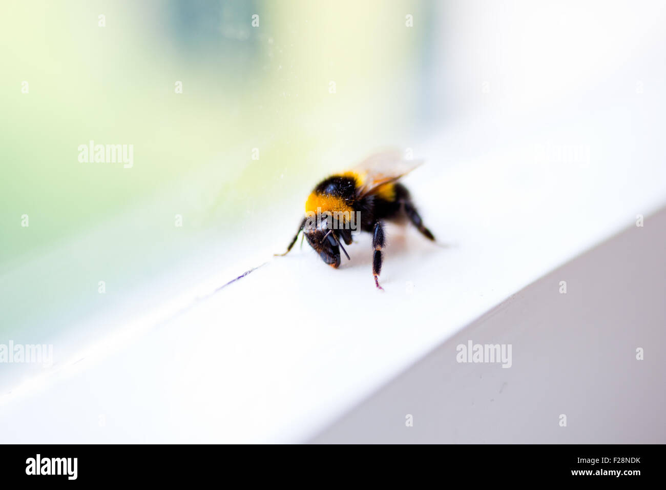 Bee isolated on a white background Stock Photo - Alamy