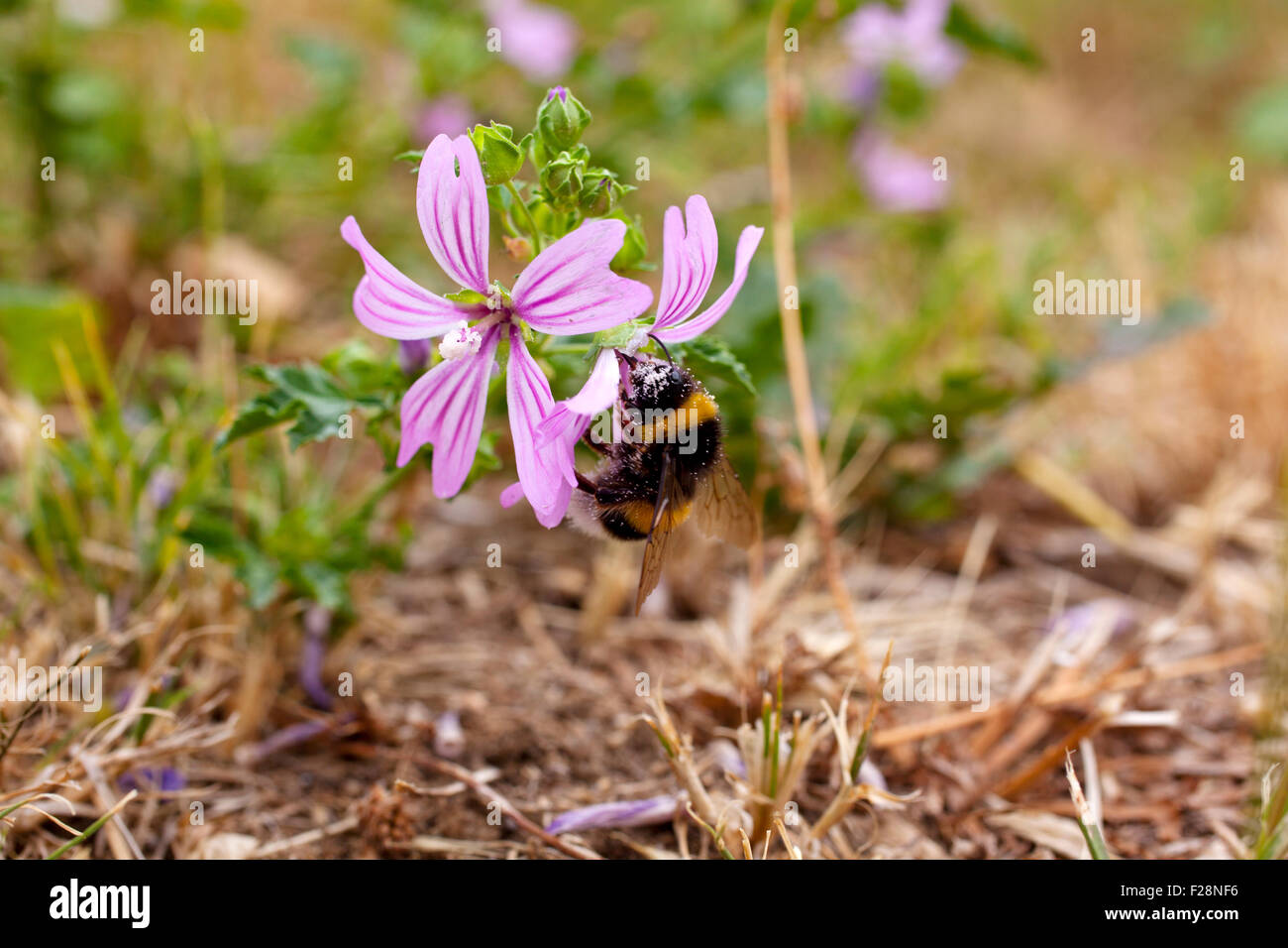 A Bee on a mallow Stock Photo - Alamy