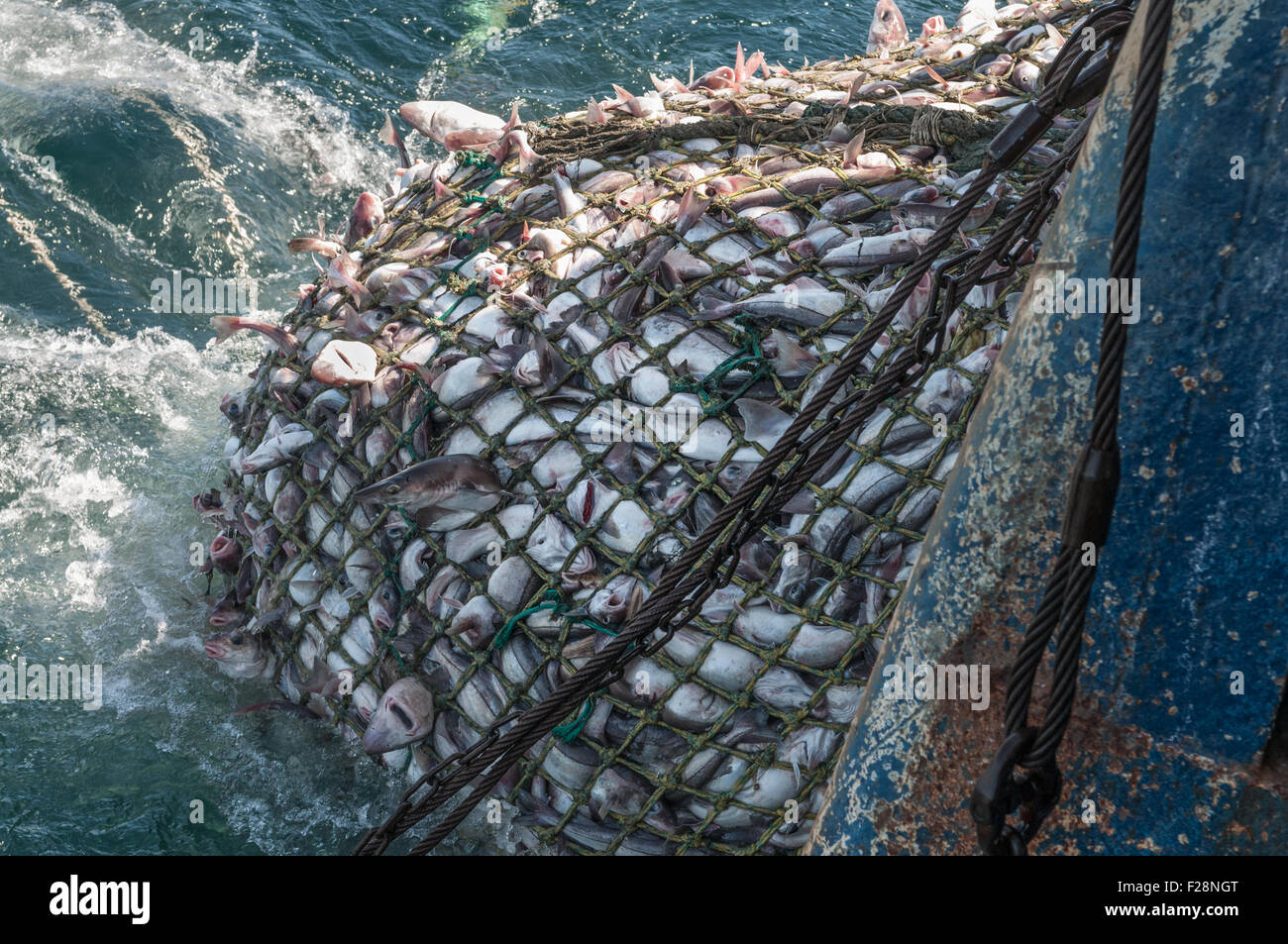 Fishing Nets Full Of Fish