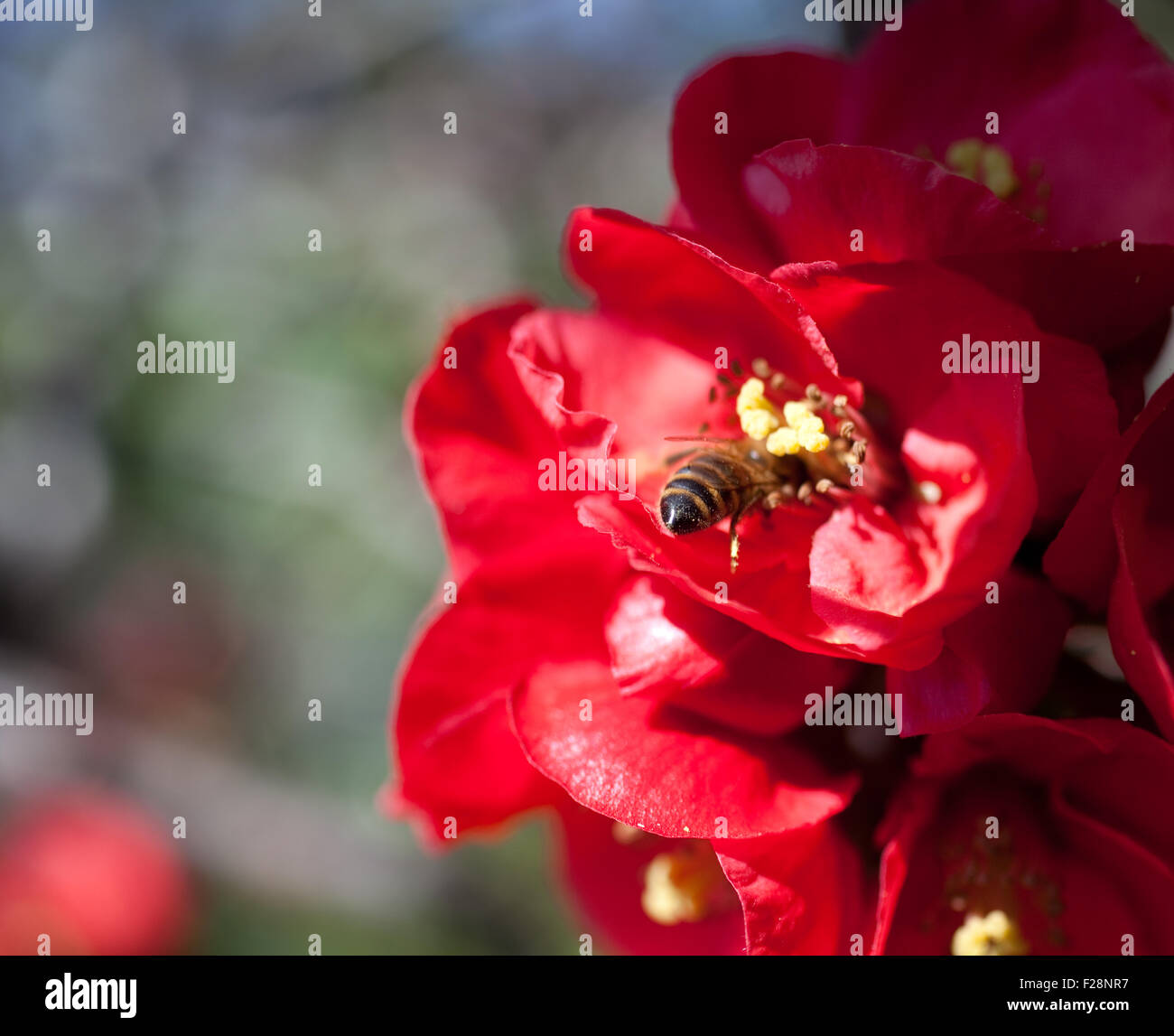 Red and black bee hi-res stock photography and images - Alamy