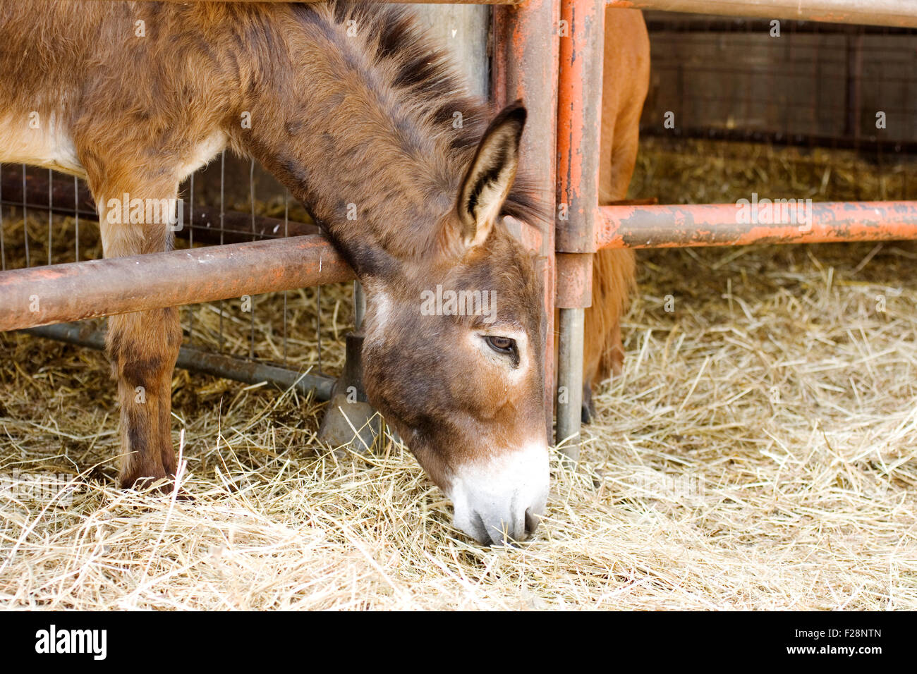 Young donkey behind the bars in the farm Stock Photo - Alamy
