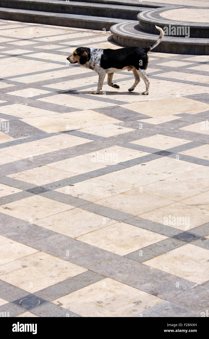 Dog on square hi-res stock photography and images - Alamy
