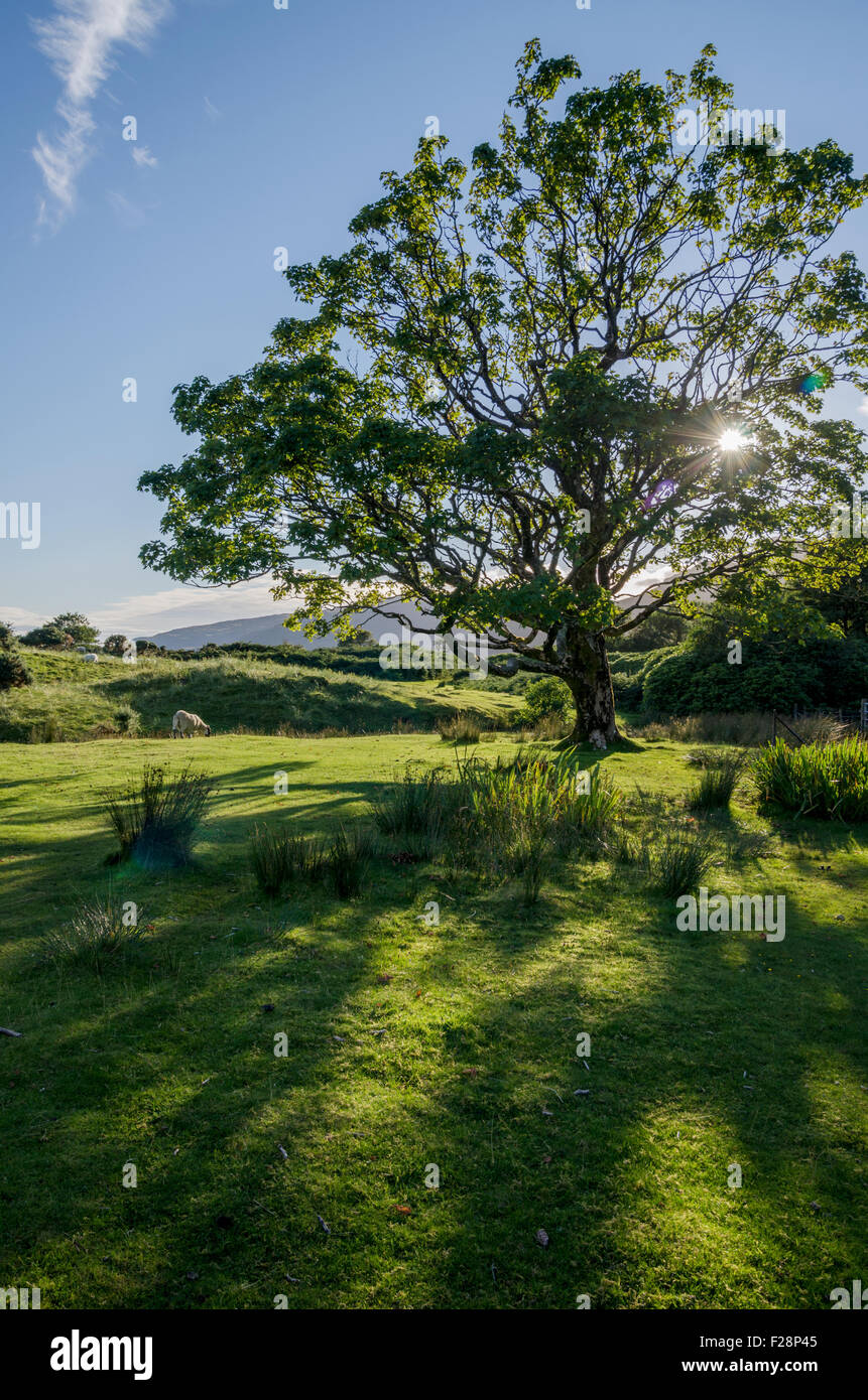 Scottish sunshine hi-res stock photography and images - Alamy