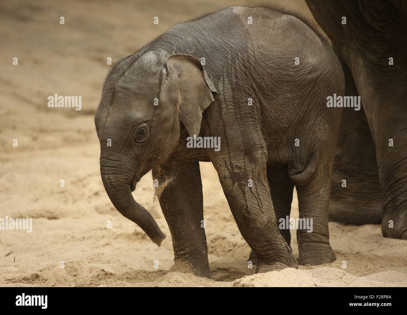 Hanover, Germany. 14th Sep, 2015. Two-month old Asian elephant calf ...