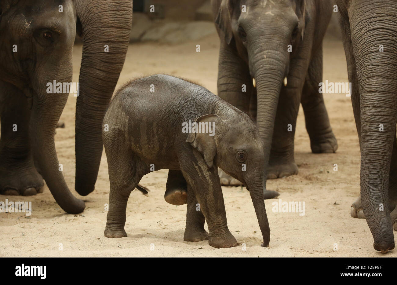 Hanover, Germany. 14th Sep, 2015. Two-month old Asian elephant calf ...