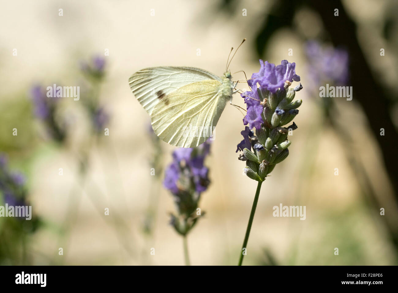 Lavander pattern hi-res stock photography and images - Alamy