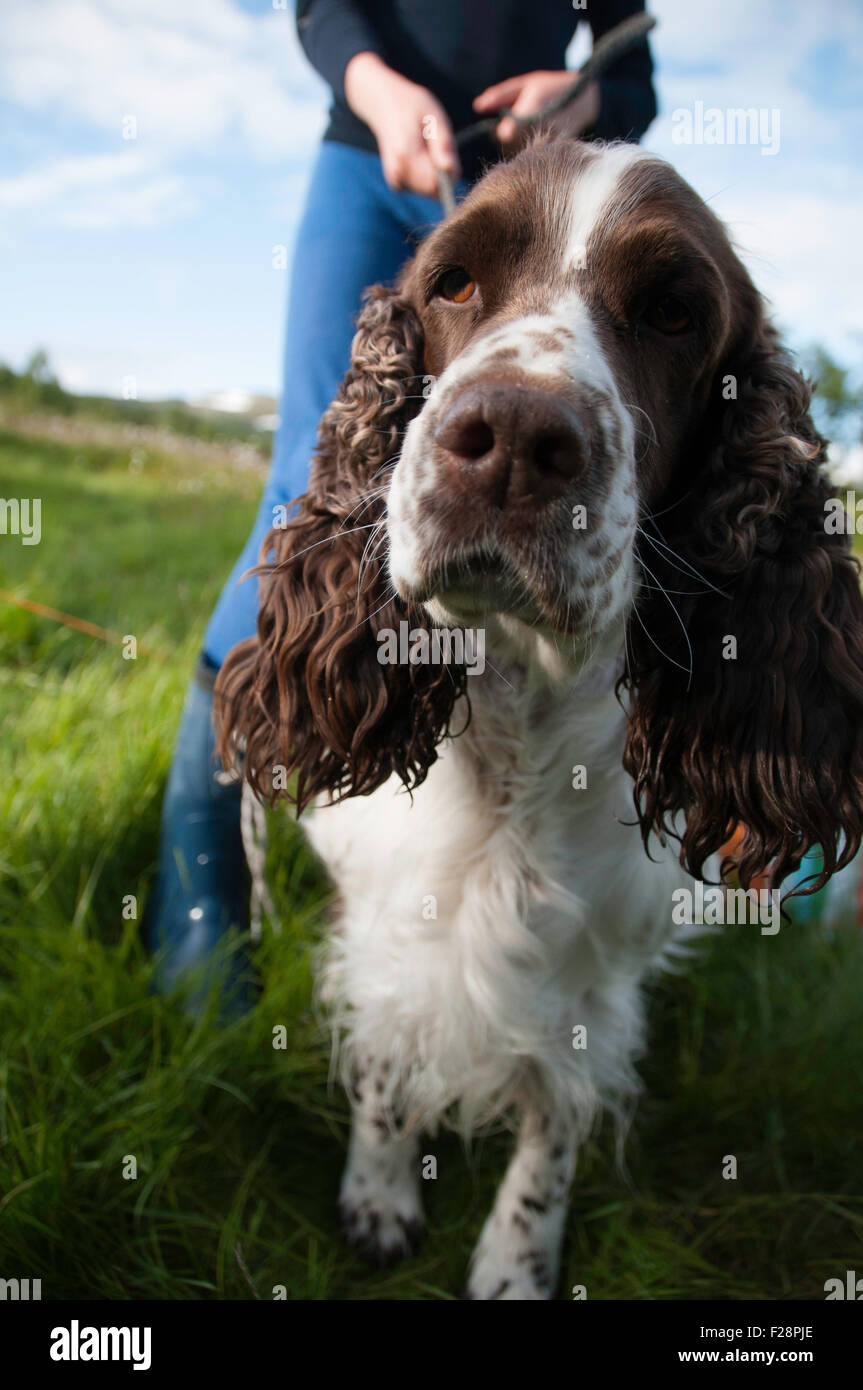 Liver nose hi-res stock photography and images - Alamy