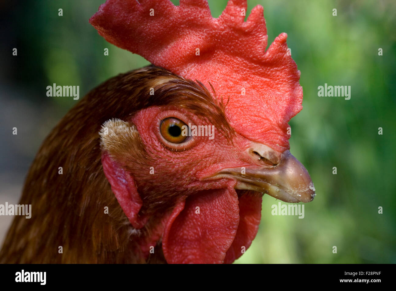 Close up of Head hen Stock Photo - Alamy