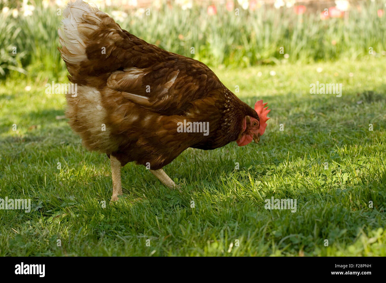 An Hen on the grass Stock Photo - Alamy