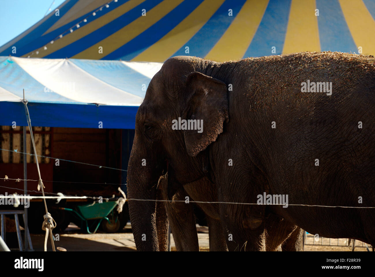 Photo of an Elephant in the city Stock Photo - Alamy