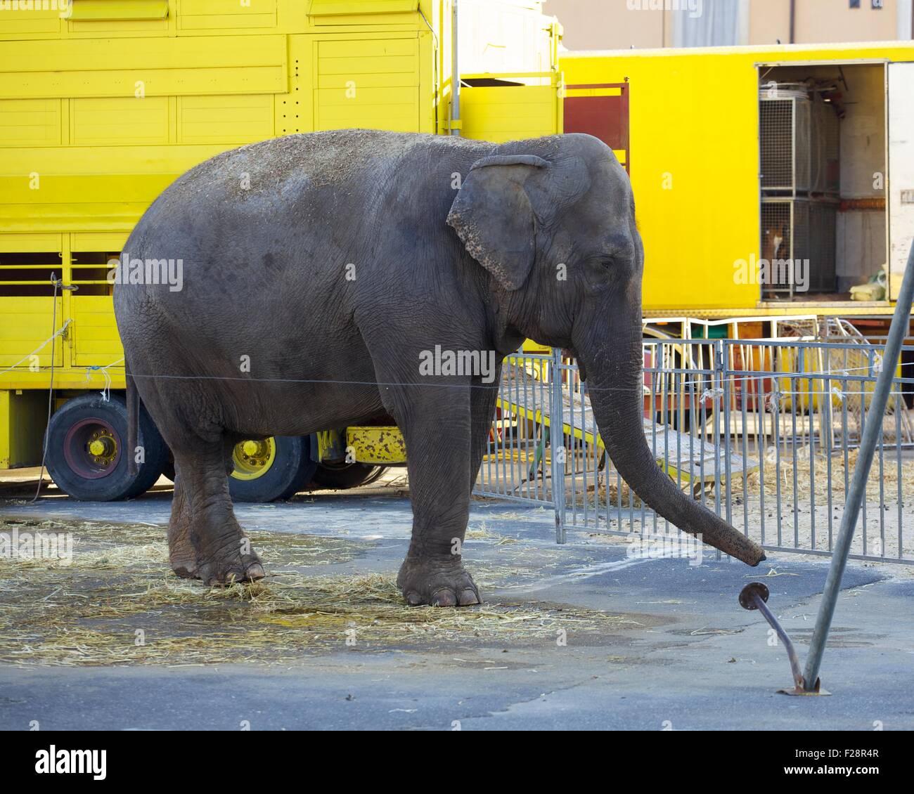 Photo of an Elephant in the city Stock Photo - Alamy