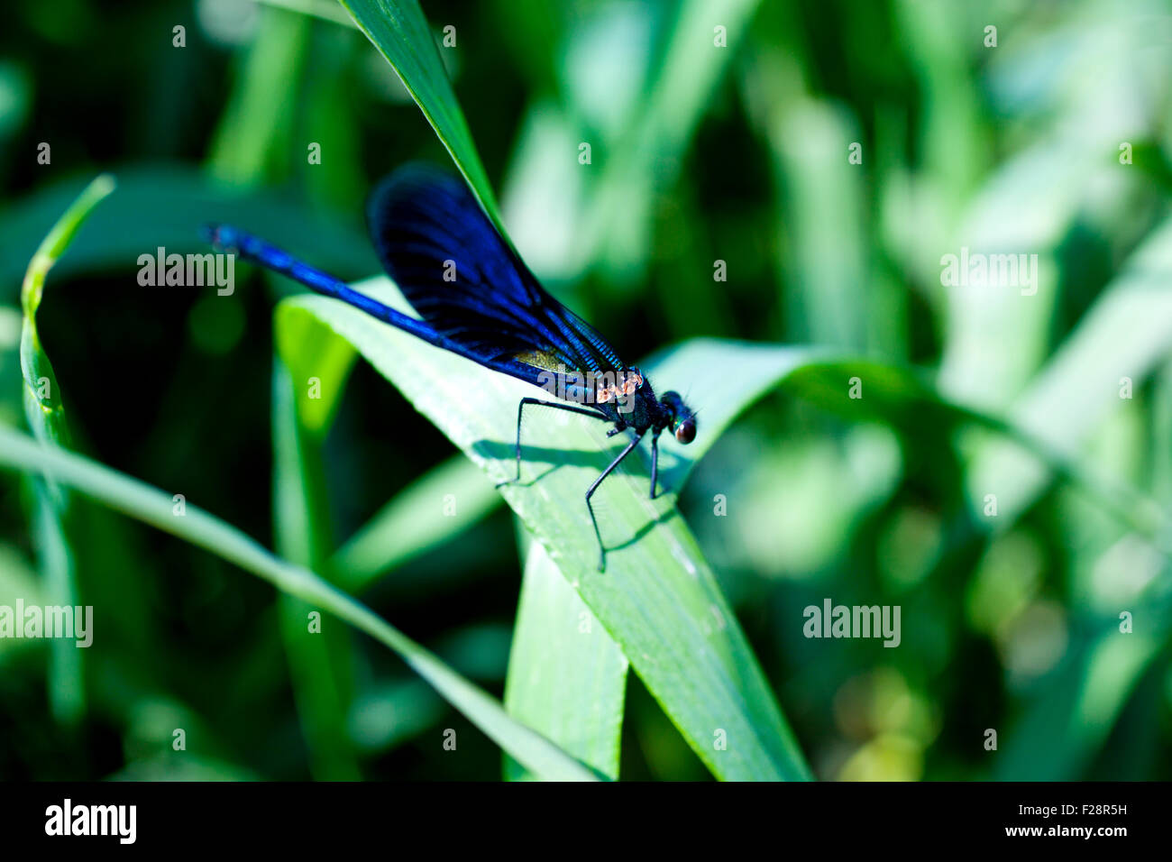 Female blue winged leaf bird hi-res stock photography and images - Alamy