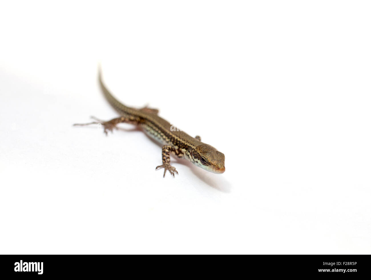 Lizard on a white background Stock Photo - Alamy
