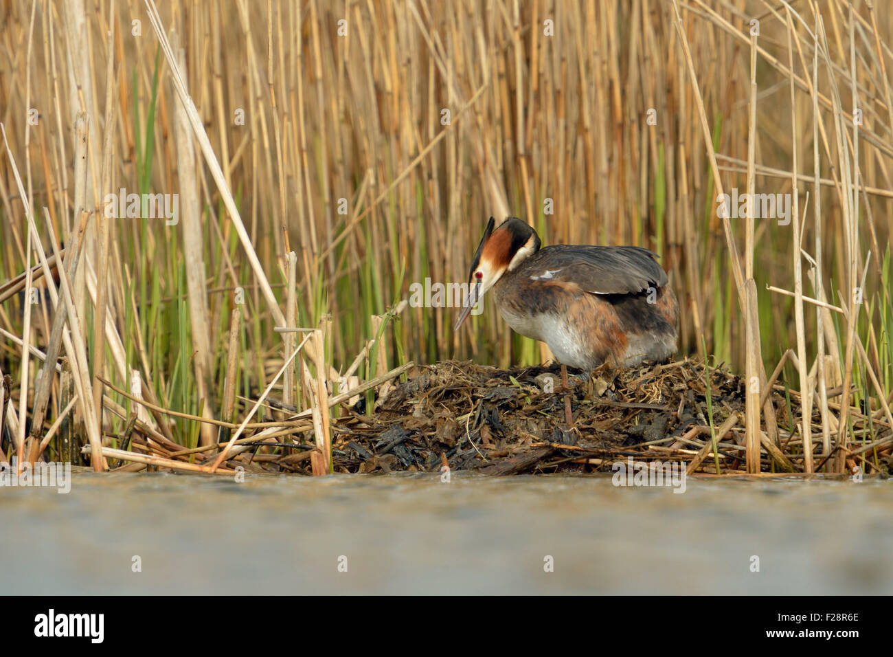 Breeding Great Crested Grebe / Haubentaucher ( Podiceps cristatus ...