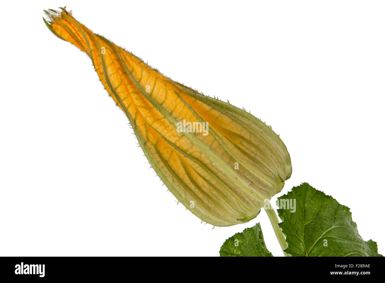 Beautiful yellow bud of pumpkin, isolated on white background Stock ...