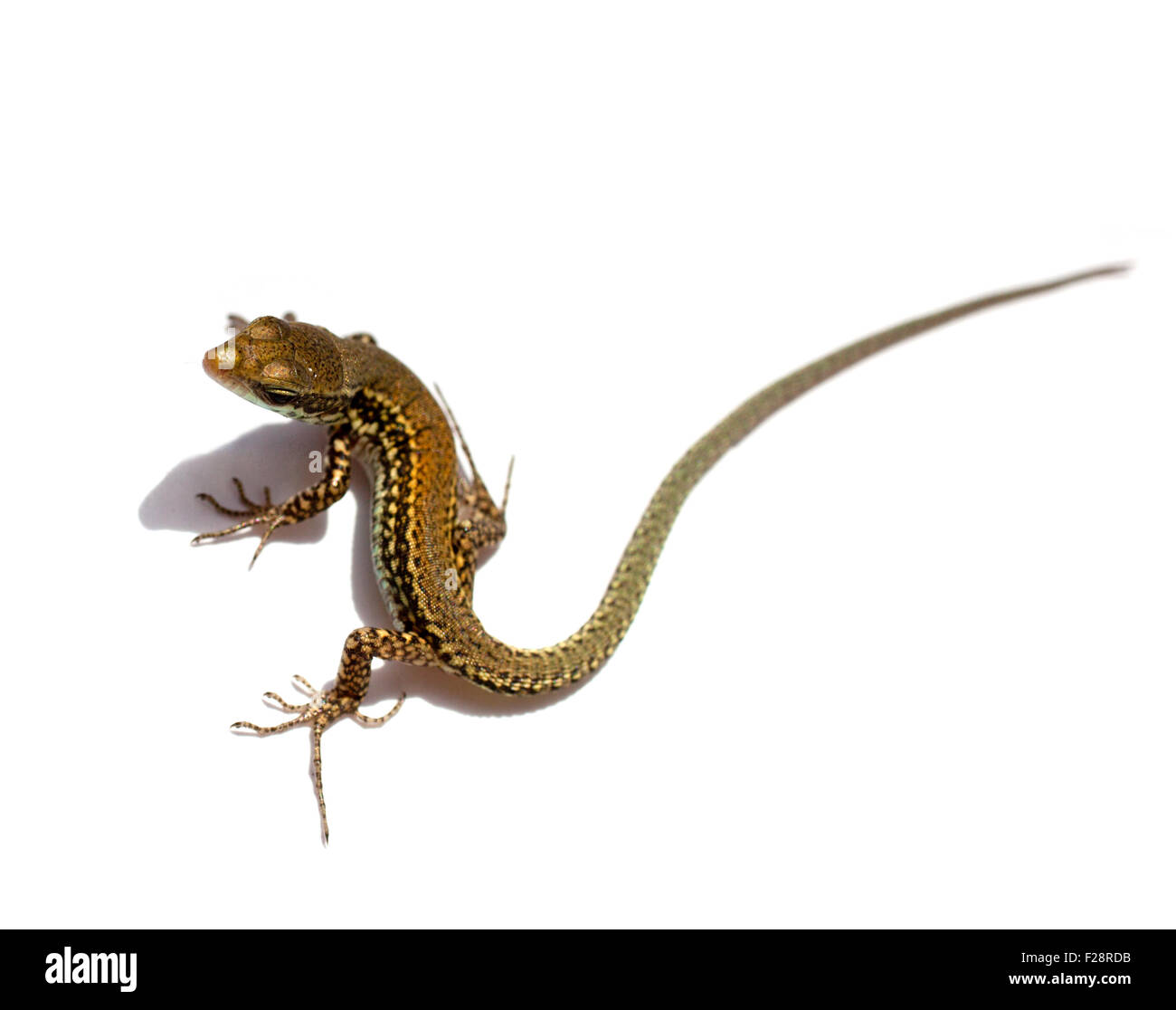Lizard on a white background Stock Photo - Alamy