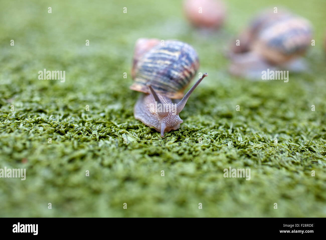 Snails on artificial grass Stock Photo - Alamy