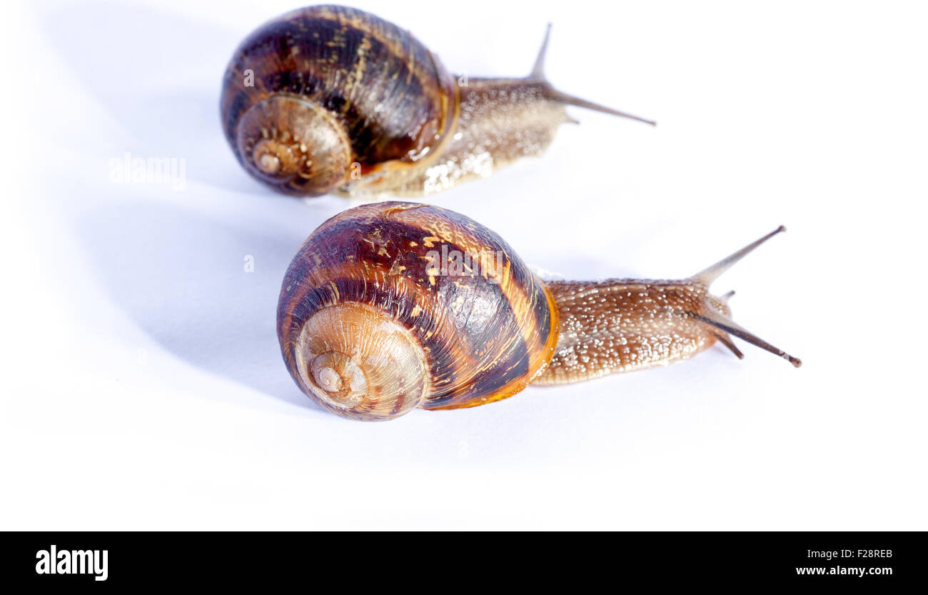 Snails isolated on white background Stock Photo - Alamy
