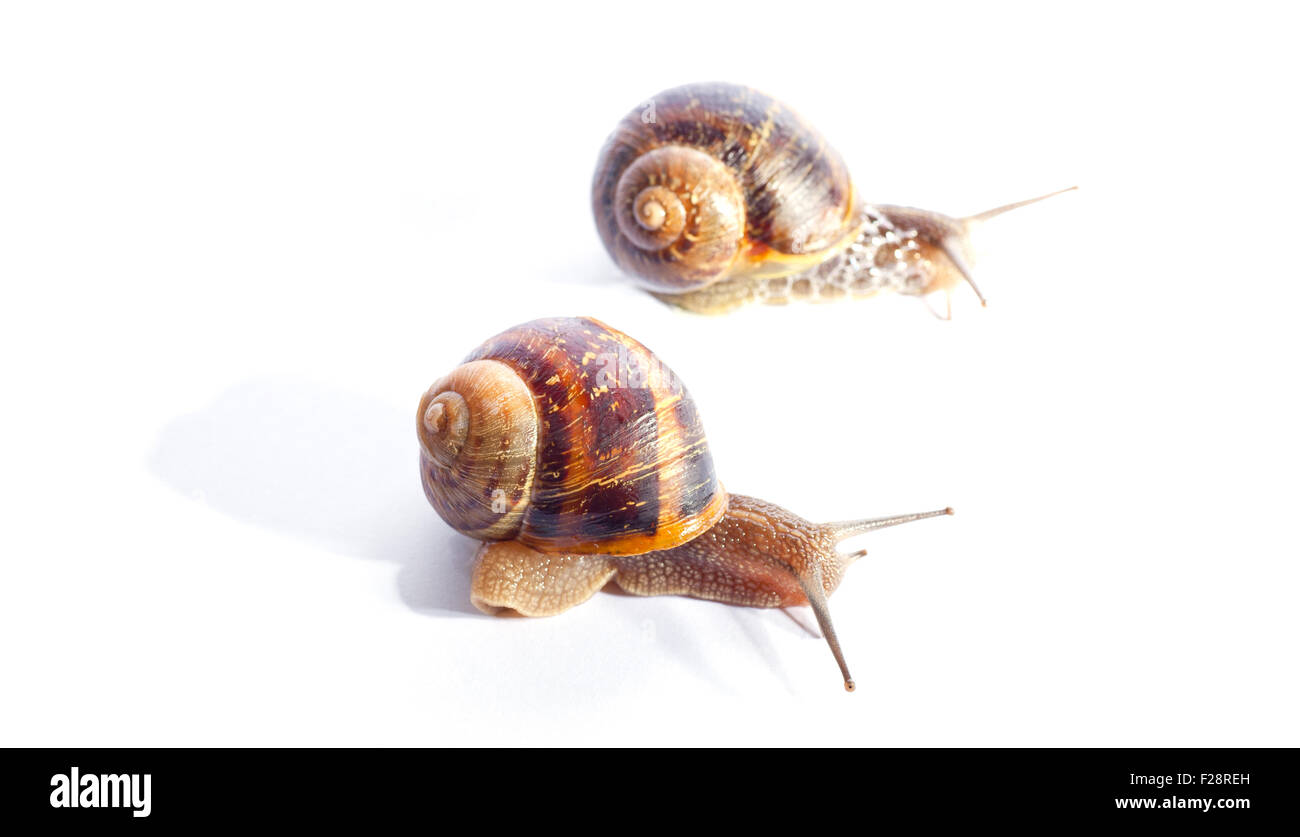 Snails isolated on white background Stock Photo - Alamy